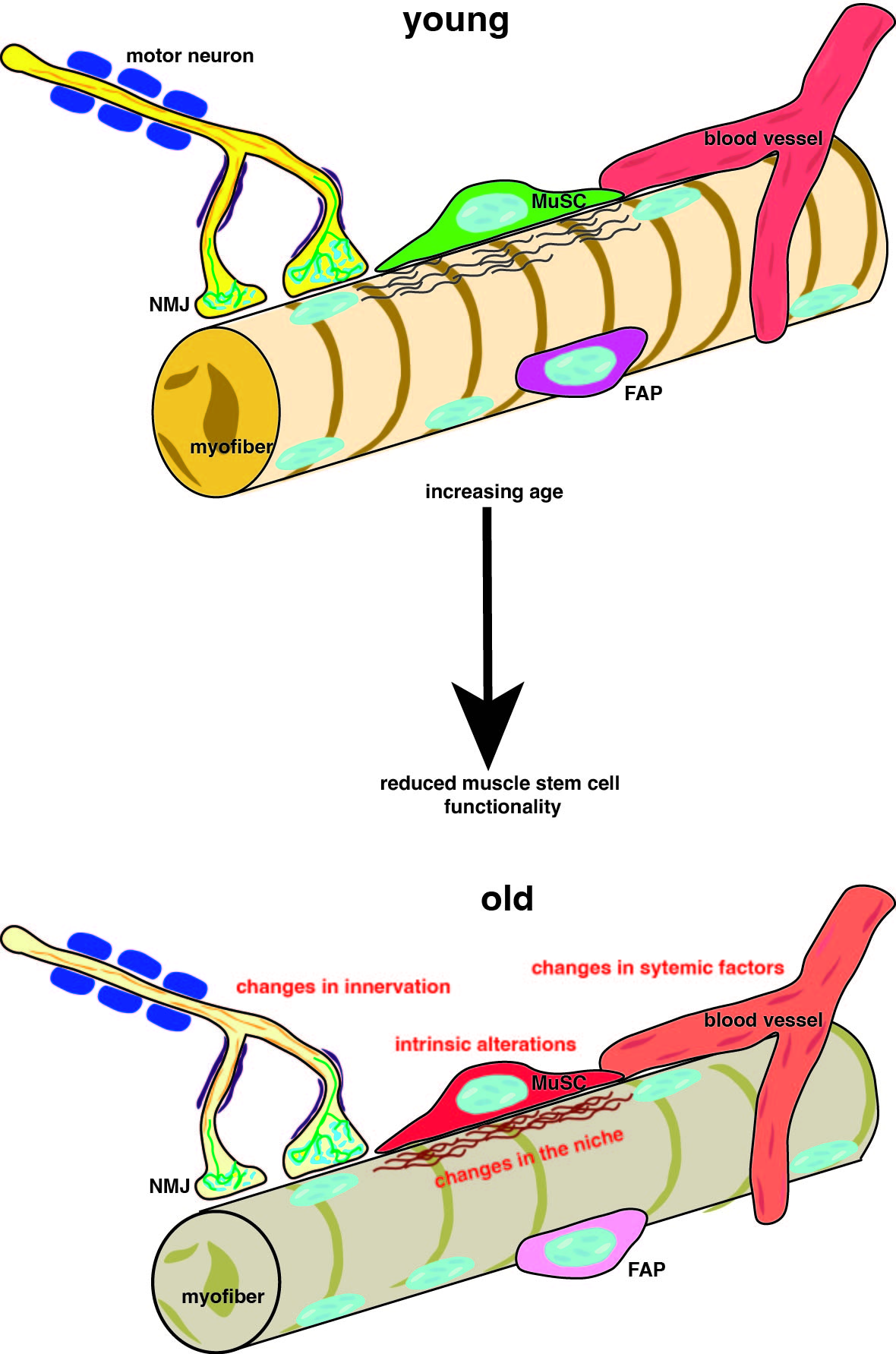 Stem Cell Biology of Aging | Faculty of Health Sciences
